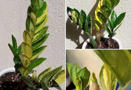 Zamioculcas / Замиокулькас вариегатные