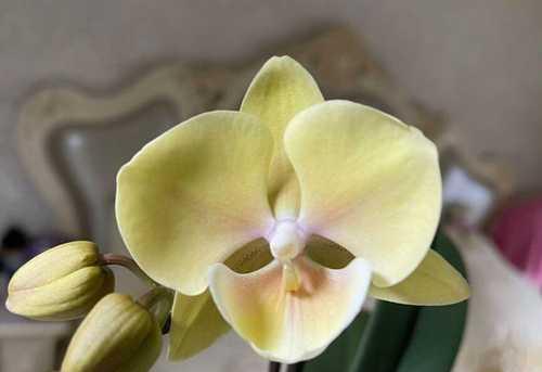 Орхидея фаленопсис Биг лип желтый