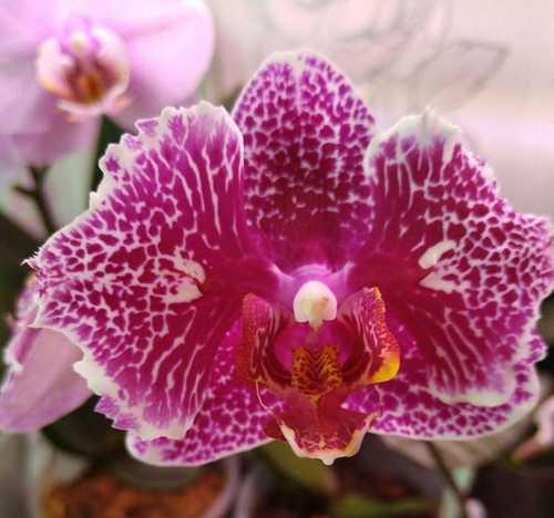 Орхидея фаленопсис бабочка