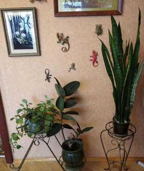 Комнатные растения коллекция