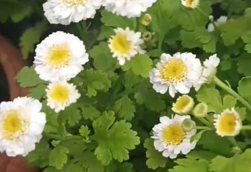 Саженцы Цветы метрикария девичья, ромашка в зкс