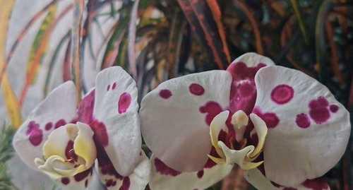 Орхидея фаленопсис бенидорм