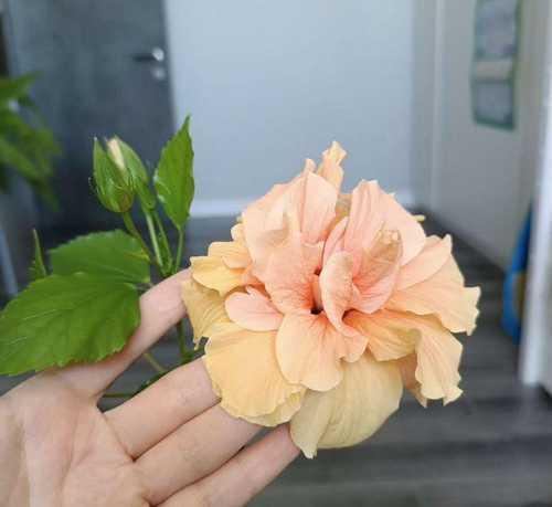 Гибискус Double Peach