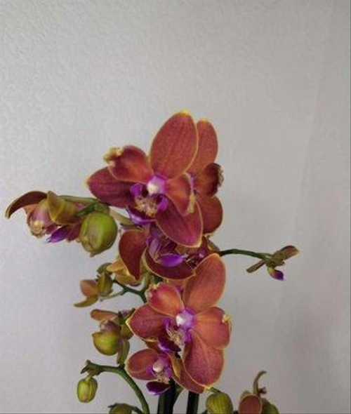 Орхидея арома Паприка бантик