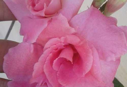 Мандевиллы розовая махровая и желтая