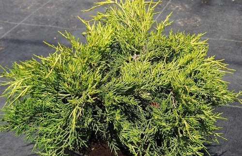 Можжевельник средний Голд Кост (Juniperus media G