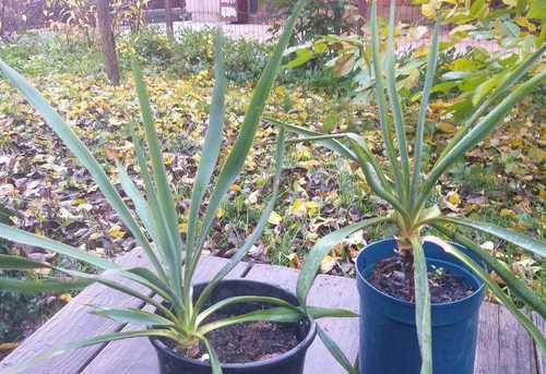 Юкка нитчатая Yucca filamentosa