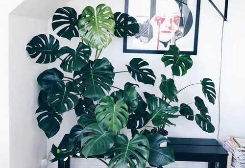 Большое растение / растение для офиса