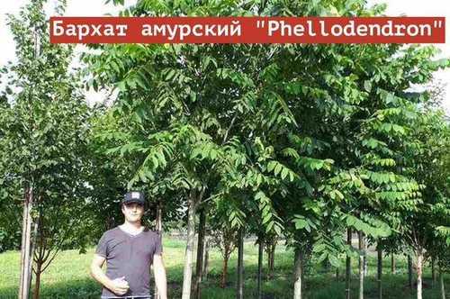 Бархат амурский Phellodendron о/с 10-12 350-400