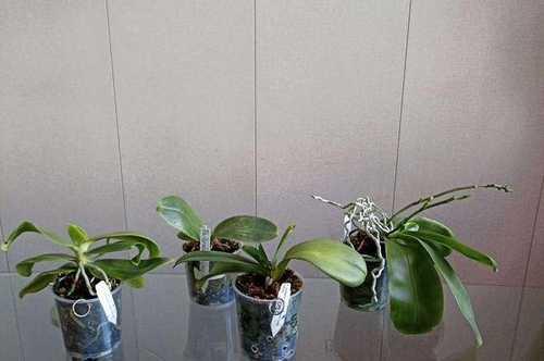 Азиатские орхидеи редкие взрослые