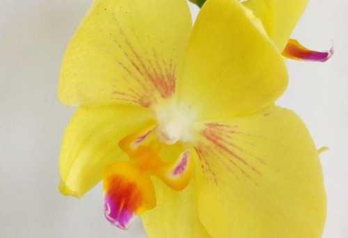 Орхидея фаленопсис Новинка