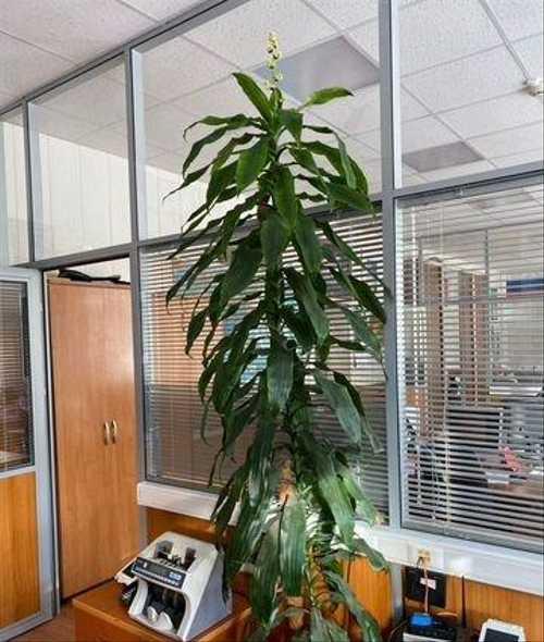 Драцена душистая, высокое растение пальма в офис