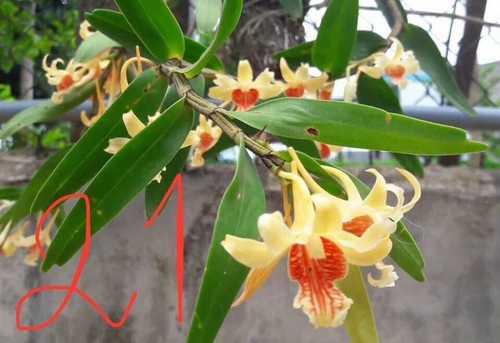 Орхидея Вьетнам: дендры, Цимбидиумы