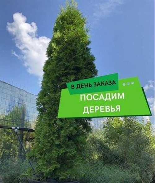 Туя Брабант с посадкой