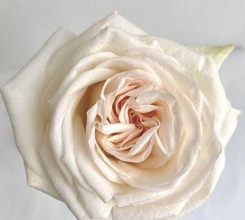 Роза Вайт Охара (40 см.)
