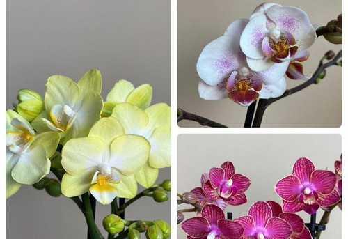 Орхидея мультифлоры, 2 цветоноса,h35-40, цветущие