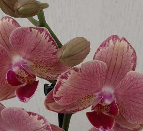 Орхидея фаленопсис Пират Пикоти