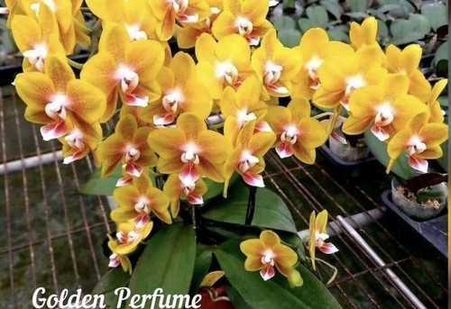 Орхидея Golden Perfume