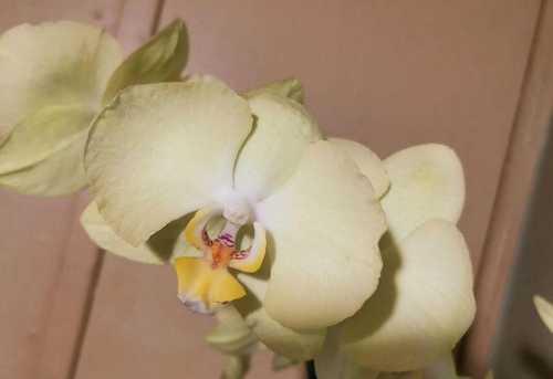 Орхидея фаленопсис Ferrara