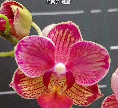 Орхидея фаленопсис Miki Wagashi Splash