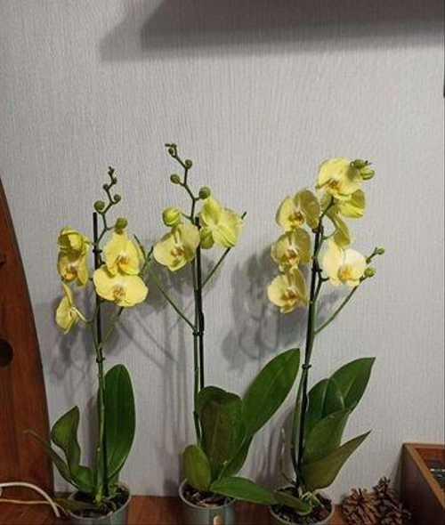 Орхидея фаленопсис Феррара Арома