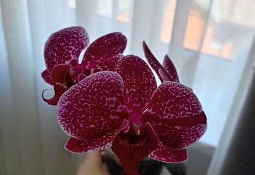 Орхидея фаленопсис "Ягуар"