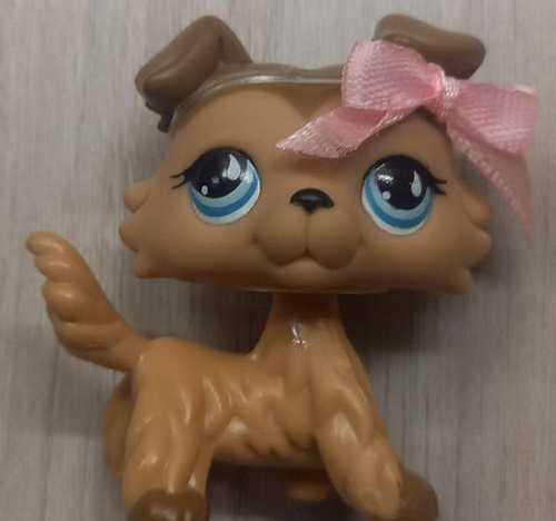 Littlest pet shop колли