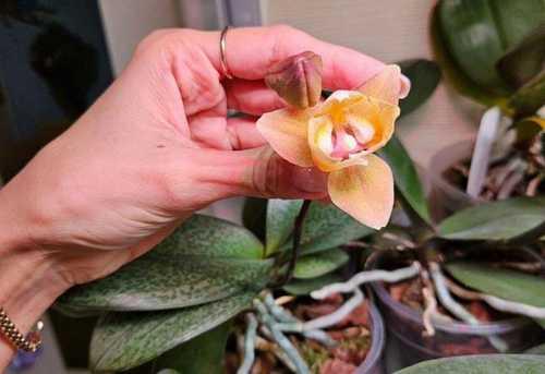 Орхидея парфюмерная фабрика пелорик