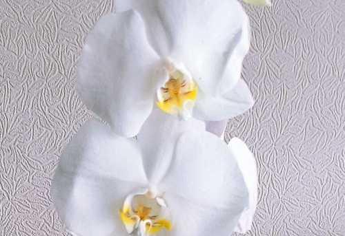 Орхидеи гигантики цветут разные