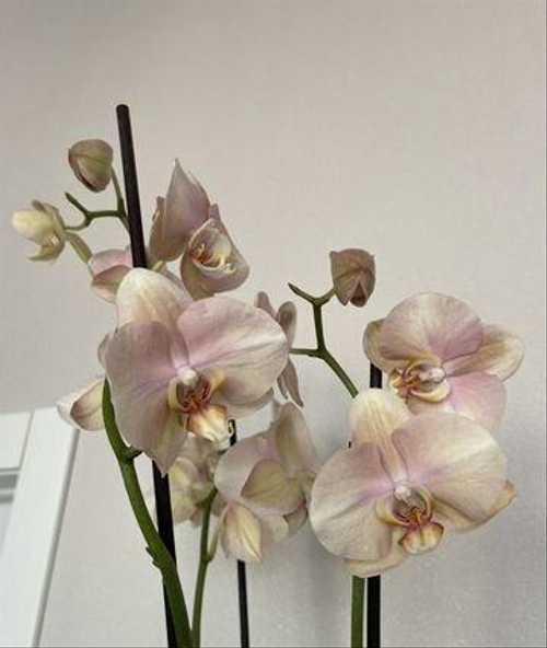 Орхидея фаленопсис Карина (Carina)