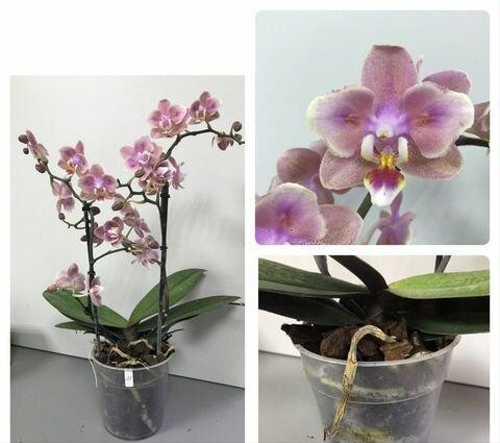 Орхидея фаленопсис Парфюмерная фабрика бабочка