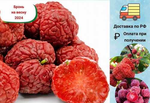 Саженцы Кудрании (Клубничное Дерево)
