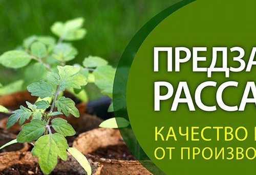 Рассада помидор, огурцов, перцев и многое другое