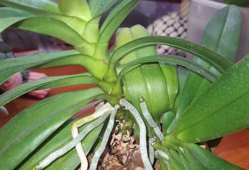 Орхидея фаленопсис сорт Джулия