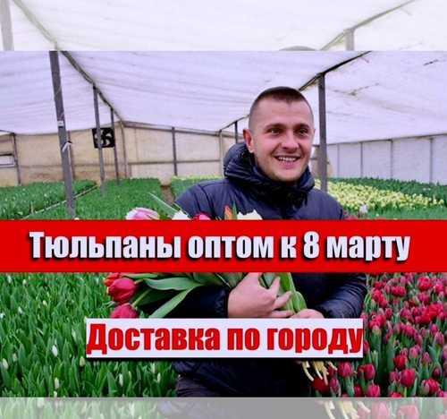 Тюльпаны оптом