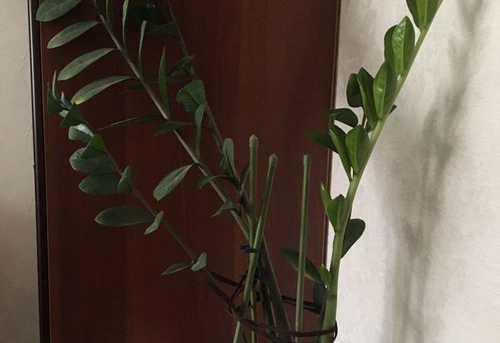 Замиокулькас, финиковая пальма, эухарис (лилия)