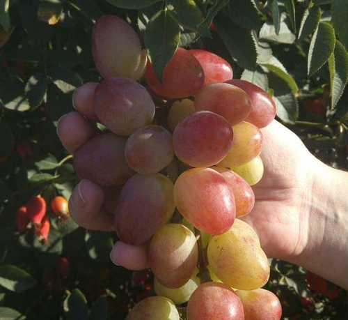 Саженцы винограда вегетирующие 14 сортов