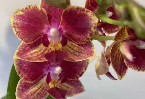 Орхидея Bowdion ароматная цветущая
