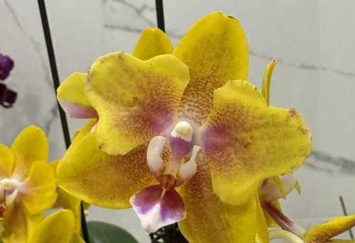 Орхидея фаленопсис бабочки аромптные