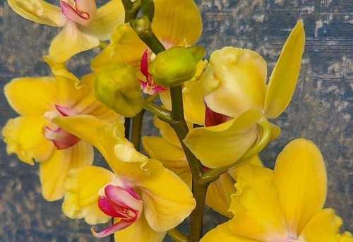 Орхидея фаленопсис бантик, 2 цветоноса