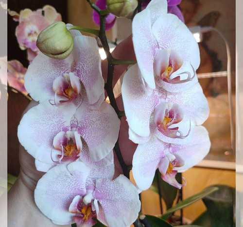 Орхидея фаленопсис Pretty Romance. Домашняя