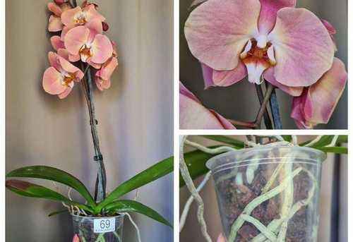 Орхидея фаленопсис Залм