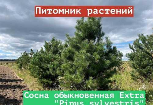 Саженцы Сосна обыкновенная Extra Pinus sylvestris