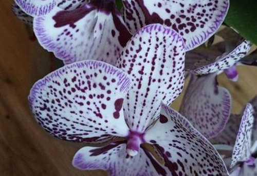 Орхидея биг лип, пелор, трилис