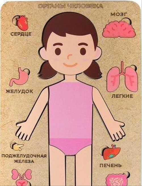 Развивающие вкладыши «Органы человека»