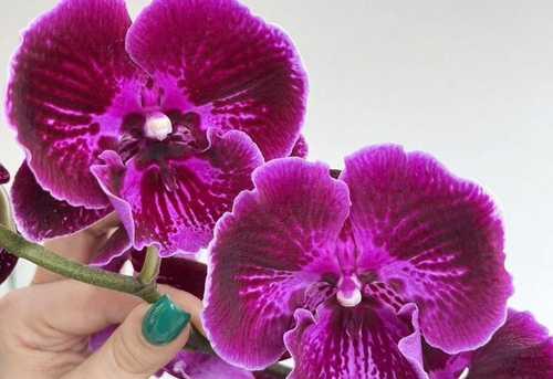 Орхидея фаленопсис абба