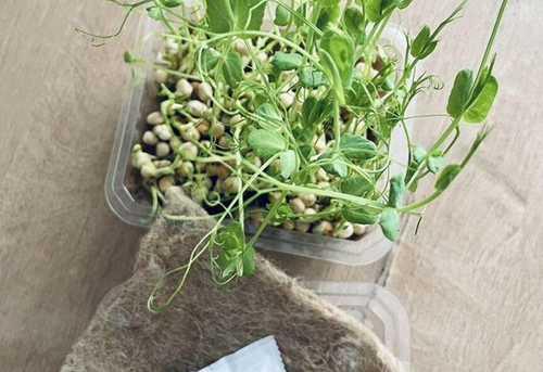 Набор для выращивания микрозелени