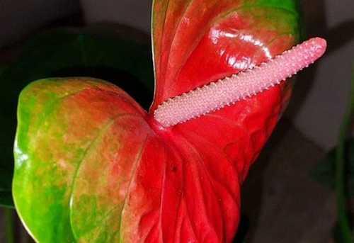 Антуриум фламинго оранж