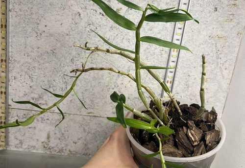 44-Dendrobium moniliforme Miyazakisankonfukurin