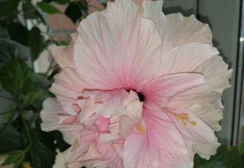 Гибискус махровый нежно-розовый